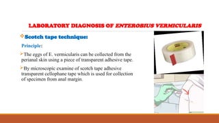 Enterobious vermacularis.pptx Manoj Mahato | PPTX