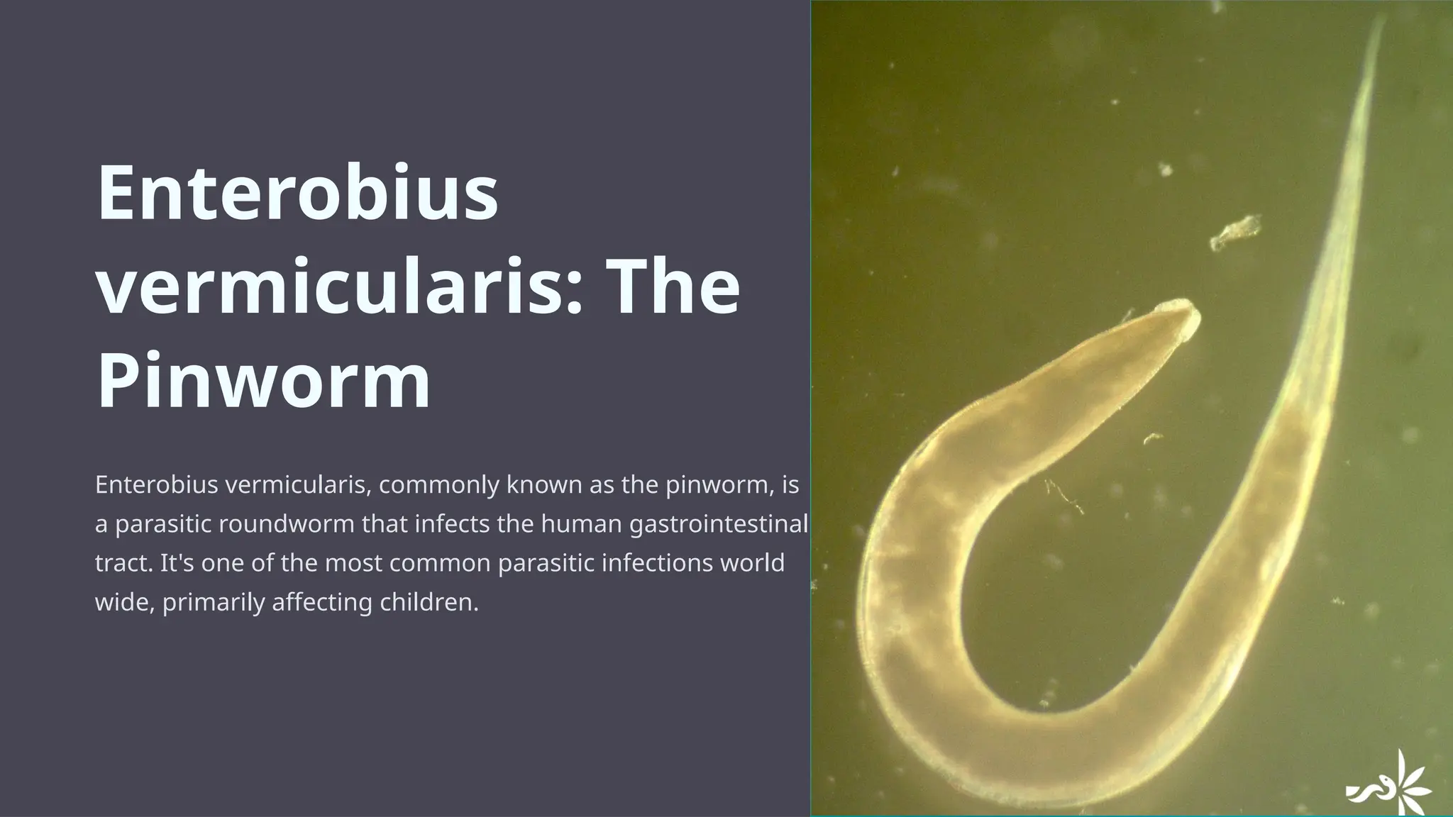 Enterobius-vermicularis-The-Pinworm.pptx