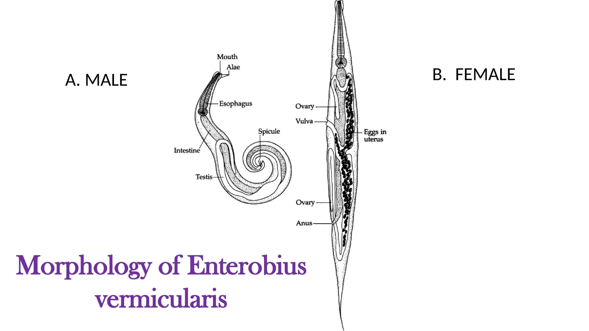 Enterobius-vermicularis-The-Pinworm.pptx