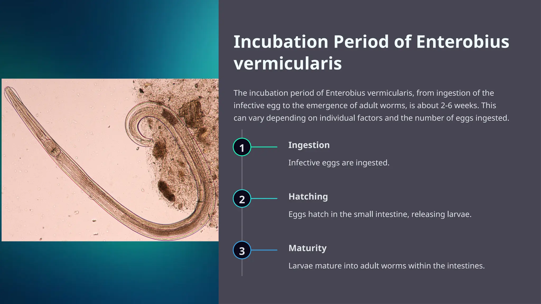 Enterobius-vermicularis-The-Pinworm.pptx