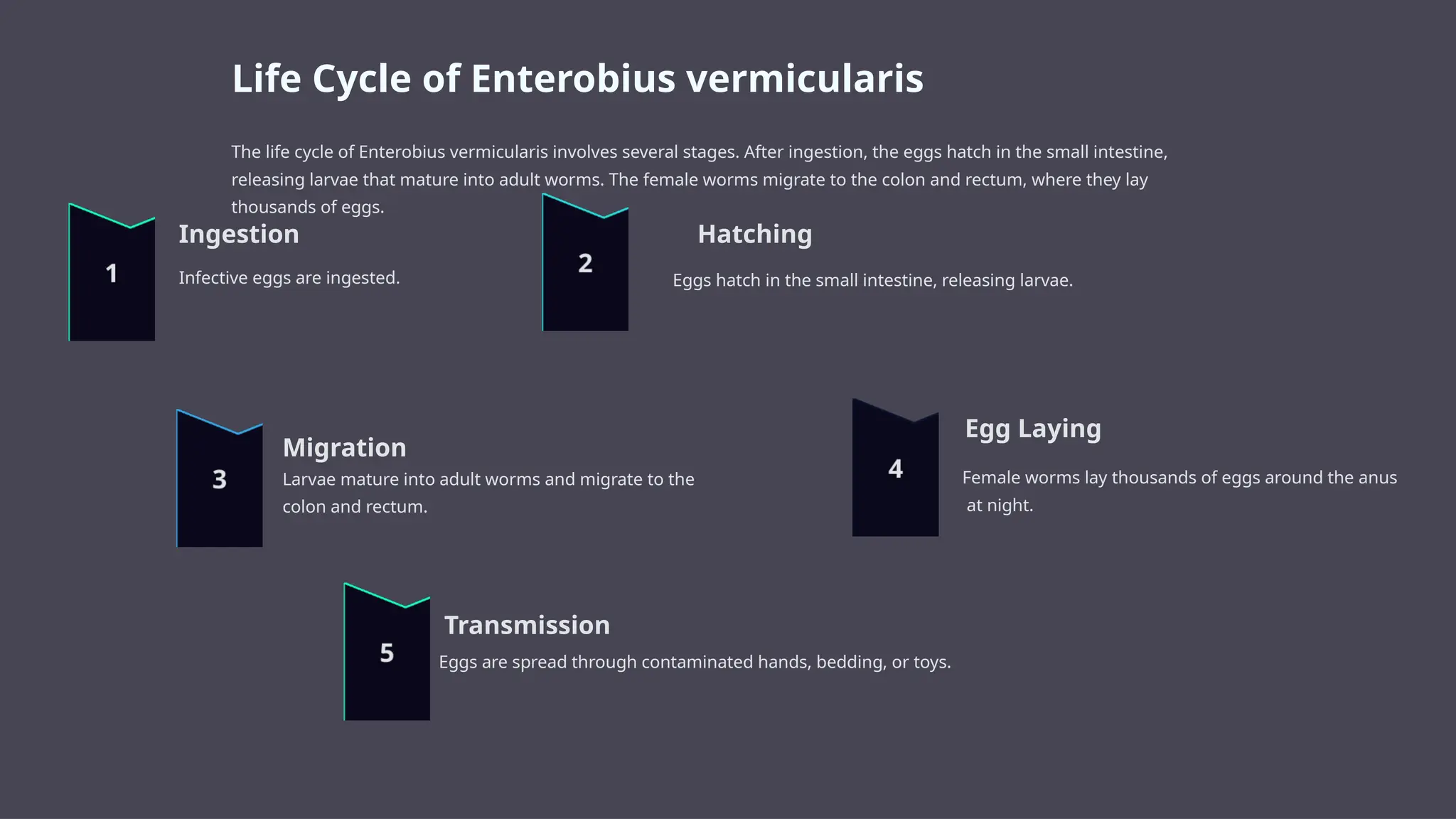 Enterobius-vermicularis-The-Pinworm.pptx