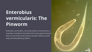 Enterobius-vermicularis-The-Pinworm.pptx
