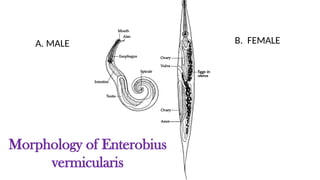 Enterobius-vermicularis-The-Pinworm.pptx