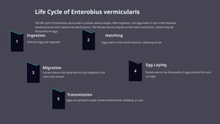 Enterobius-vermicularis-The-Pinworm.pptx