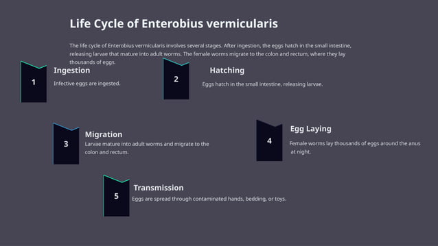 Enterobius-vermicularis-The-Pinworm.pptx | Infectious Diseases ...