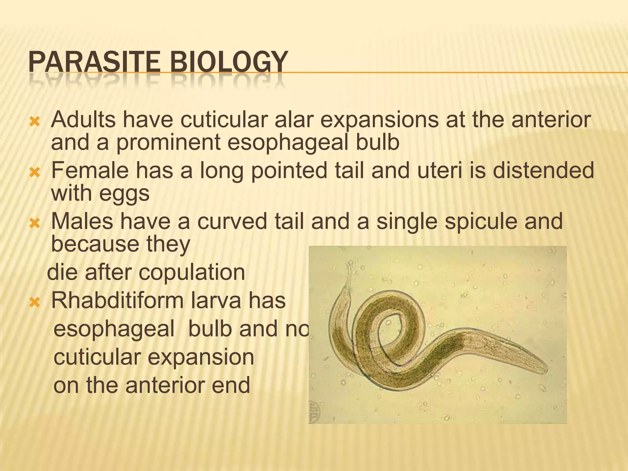 Enterobius vermicularis | PPTX