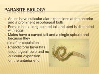 Enterobius Vermicularis Slide