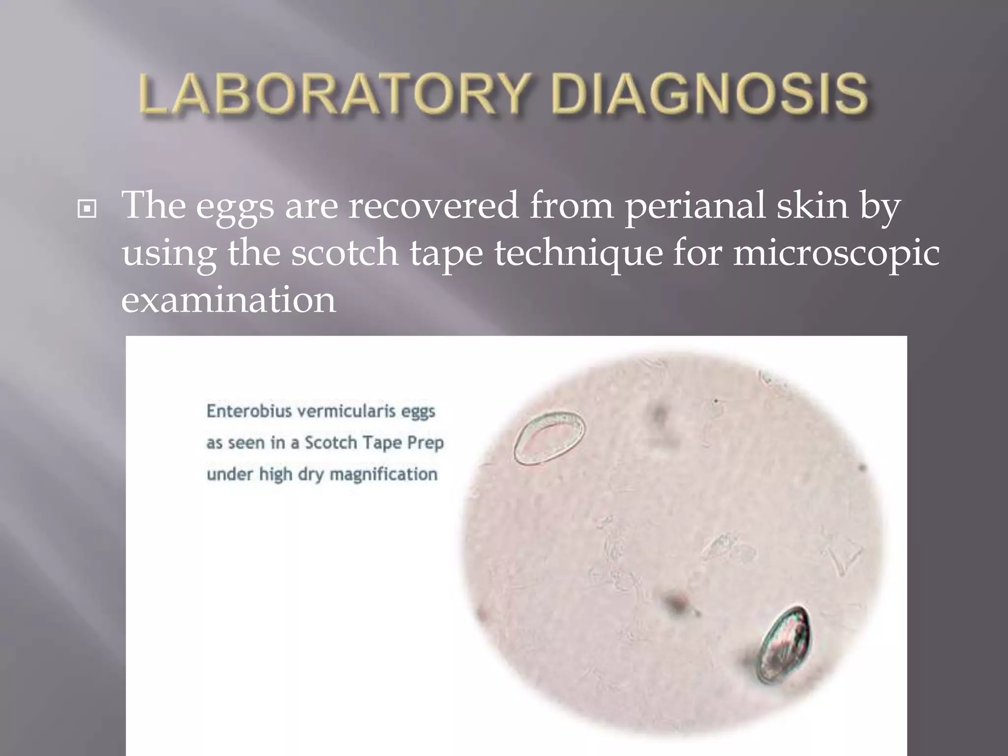 Enterobius vermicularis(PINWORM) | PPTX