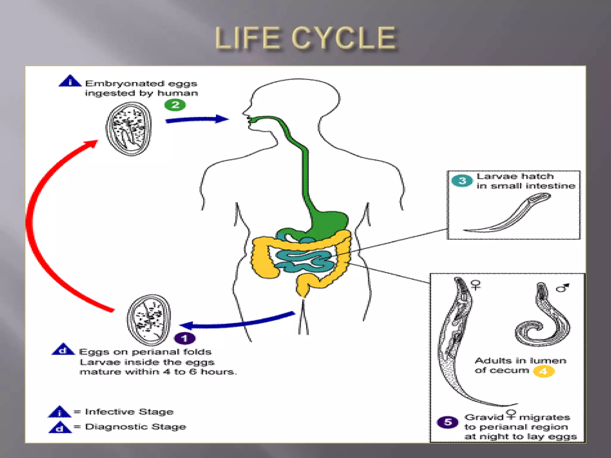 Enterobius vermicularis(PINWORM) | PPTX