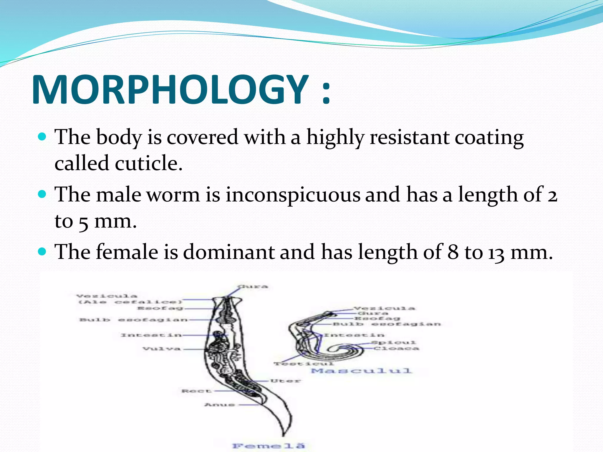 Enterobius vermicularis(pin worm) | PPTX
