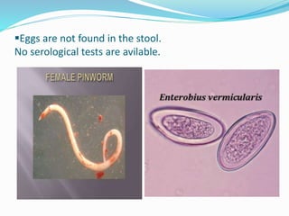 Enterobius vermicularis(pin worm) | PPTX