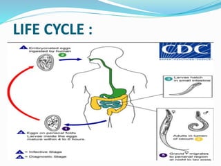Pinworm Life Cycle