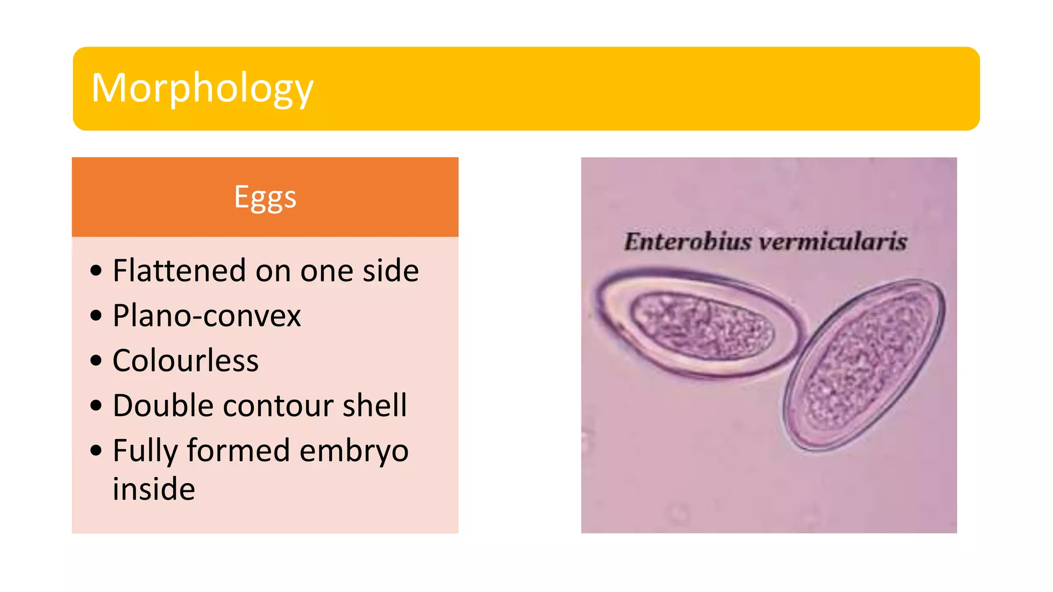 Enterobius vermicularis | PPTX