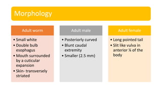 Enterobius vermicularis | PPTX