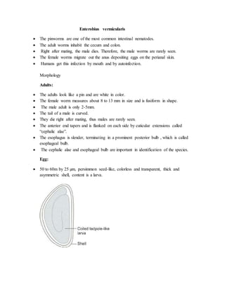 Adult Morphology Enterobius Vermicularis Medical