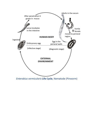Pinworm Life Cycle