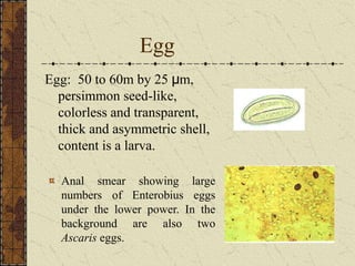 Parasitology Enterobius vermicularis.ppt