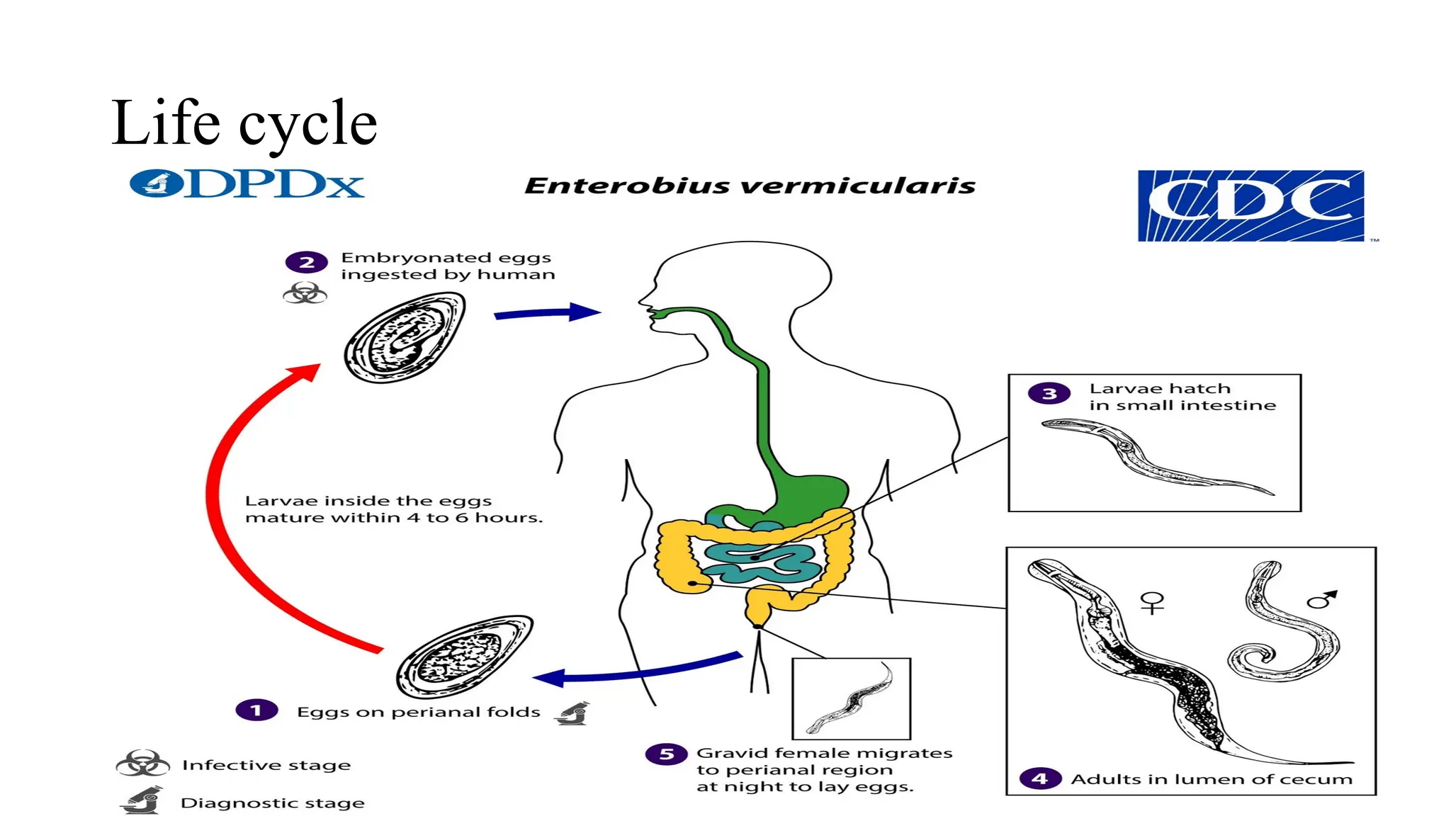 ENTEROBIUS VERMICULARIS endoparasite.pptx