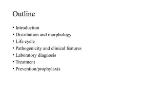ENTEROBIUS VERMICULARIS endoparasite.pptx
