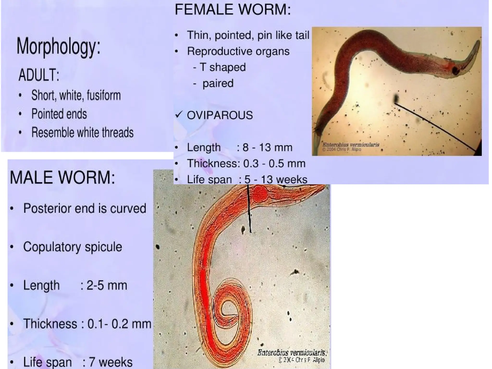 ENTEROBIUS VERMICULARIS. Human parasitic infection and its health ...