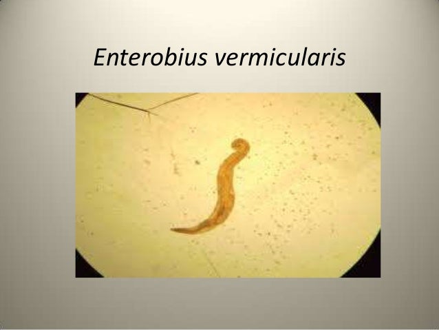 Enterobius Vermicularis Ciclo De Vida Cdc Enterobius Vermicularis