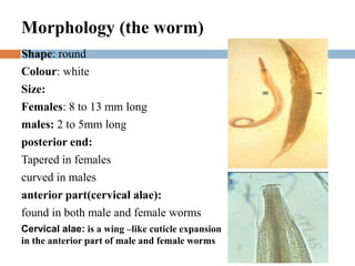 Enterobius vermicularis | PPT
