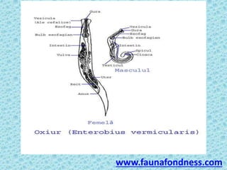 Enterobius vermicularis by faunafondness | PPTX