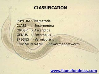 Enterobius Vermicularis Slide
