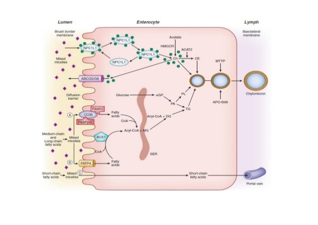 Enterocito y colesterol