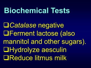 Enterococci ppt mahadi | PDF