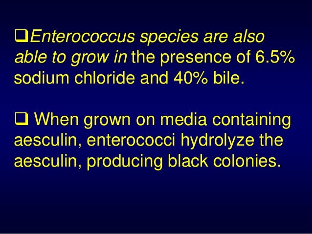 Enterococcus Urine Culture