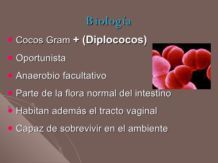 Enterococcus