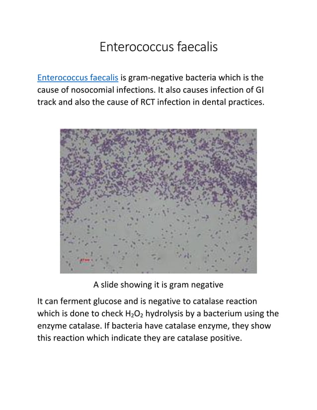 Enterococcus faecalis | PDF