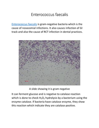 Streptococcus Faecalis Gram Stain