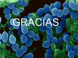 Enterococcus Faecium | PPT