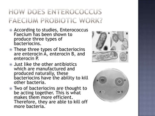Enterococcus Faecium Probiotic | PPTX