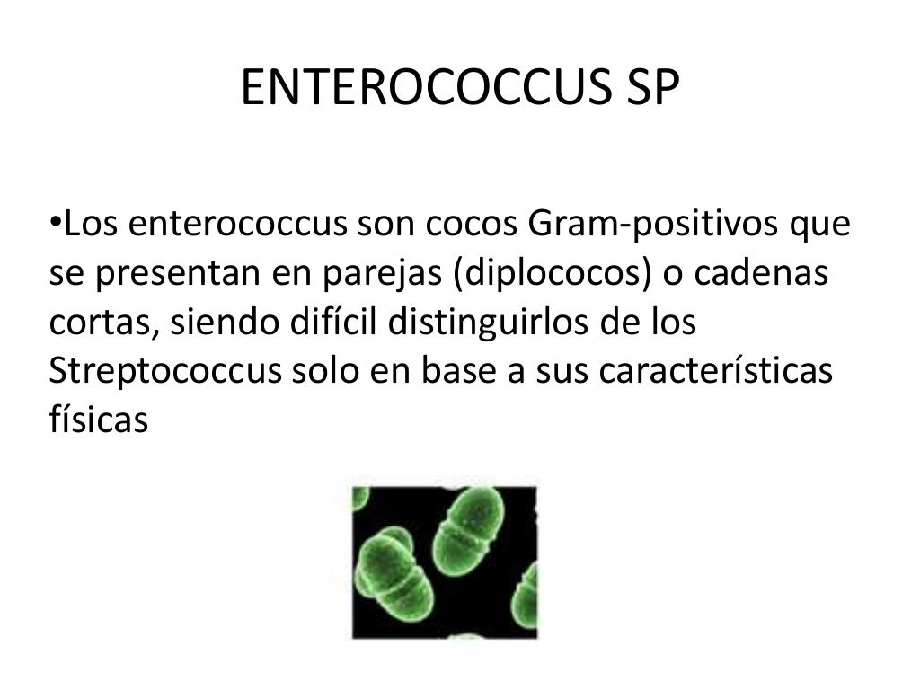 Enterococcus spp