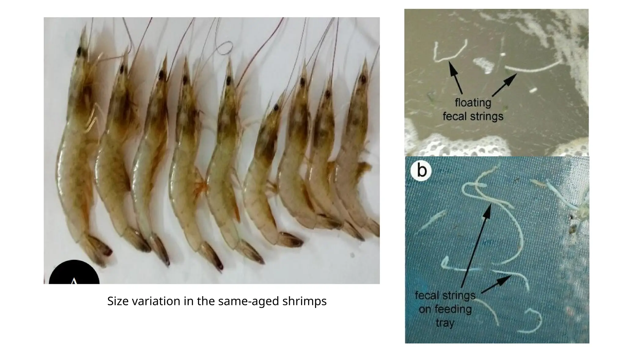 ENTEROCYTOZOON HEPATOPANAEI (EHP) .pptx