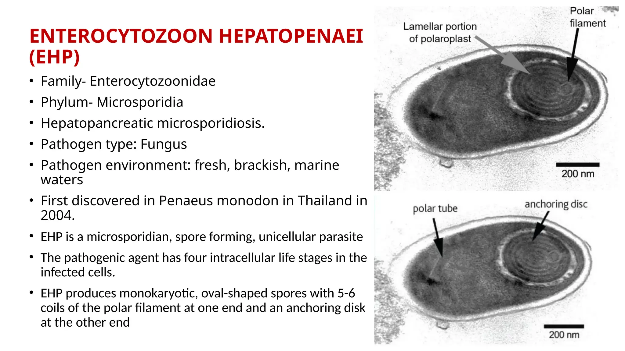 ENTEROCYTOZOON HEPATOPANAEI (EHP) .pptx