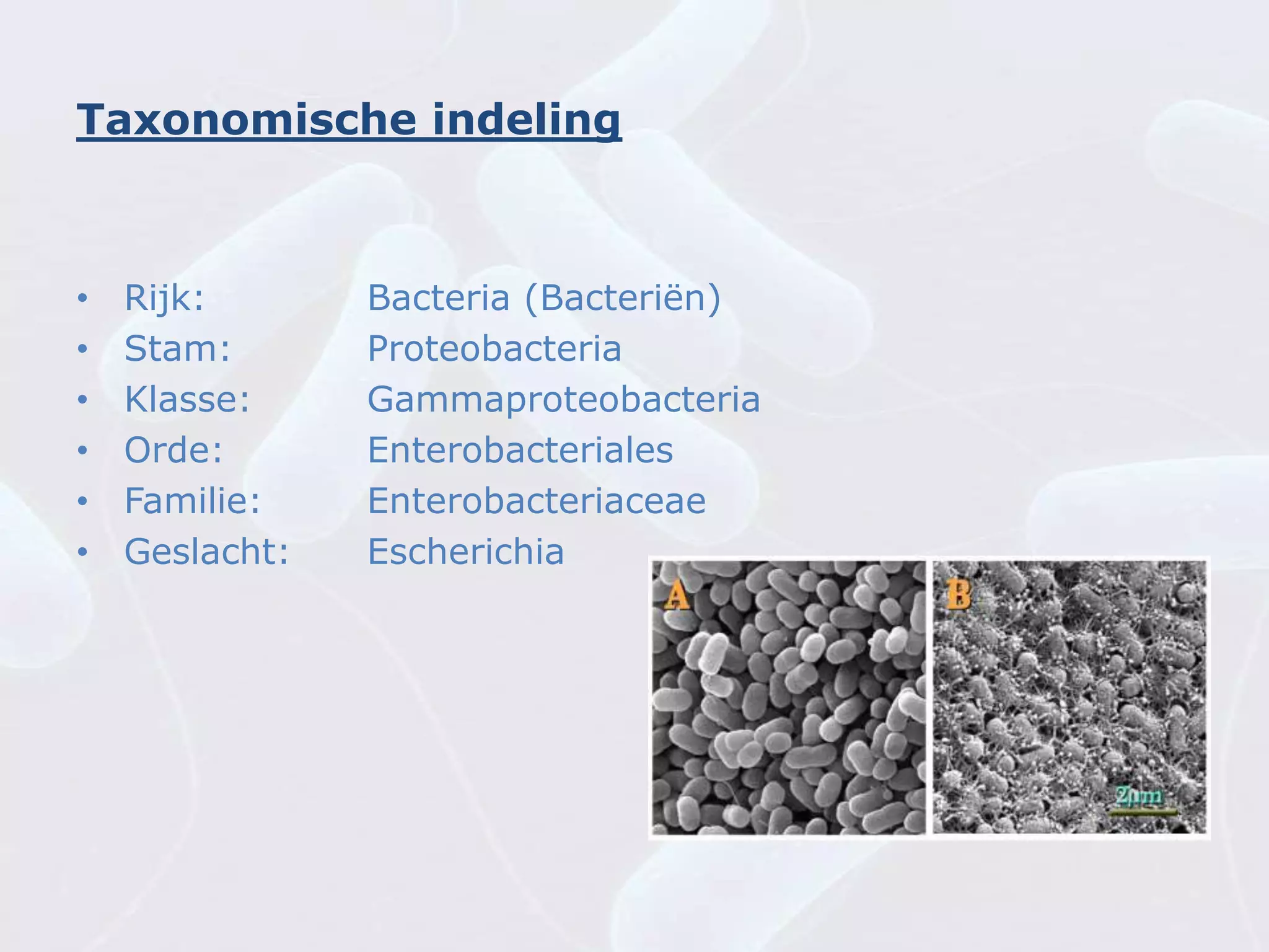 Enterohemorragische Escherichia coli (O157:H7) (shared using http ...