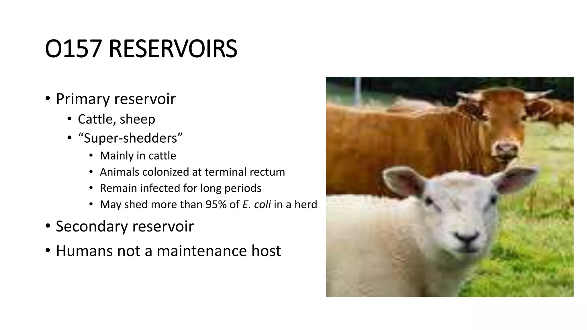 Enterohemorrhagic escherichia coli infections | PPTX