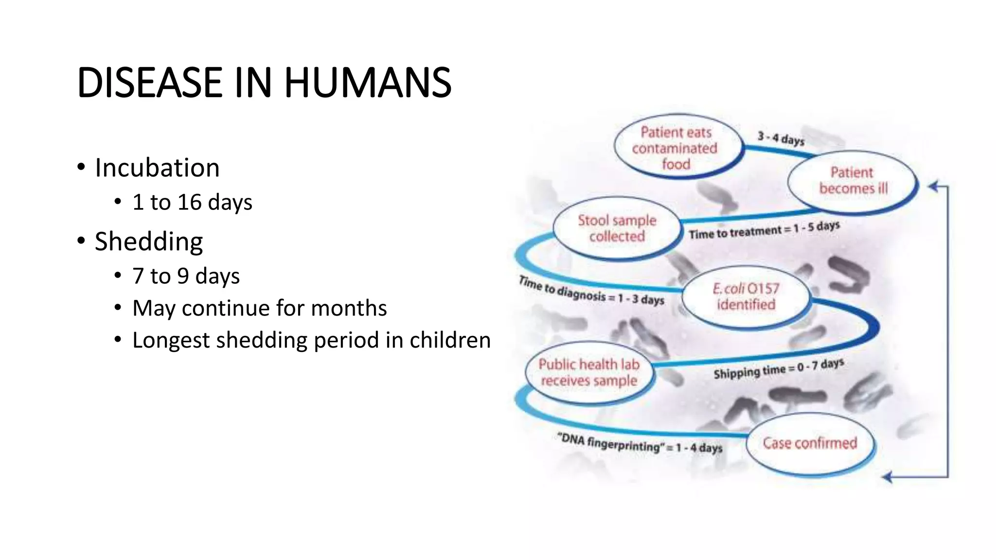 Enterohemorrhagic escherichia coli infections | PPTX