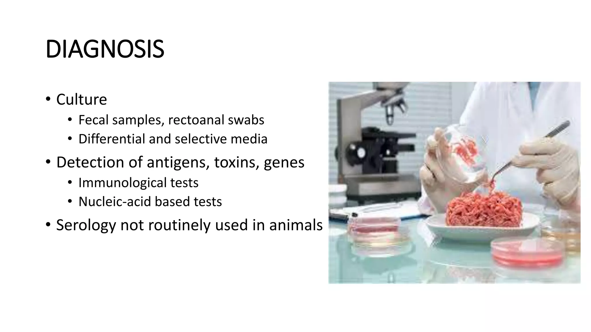 Enterohemorrhagic escherichia coli infections | PPTX