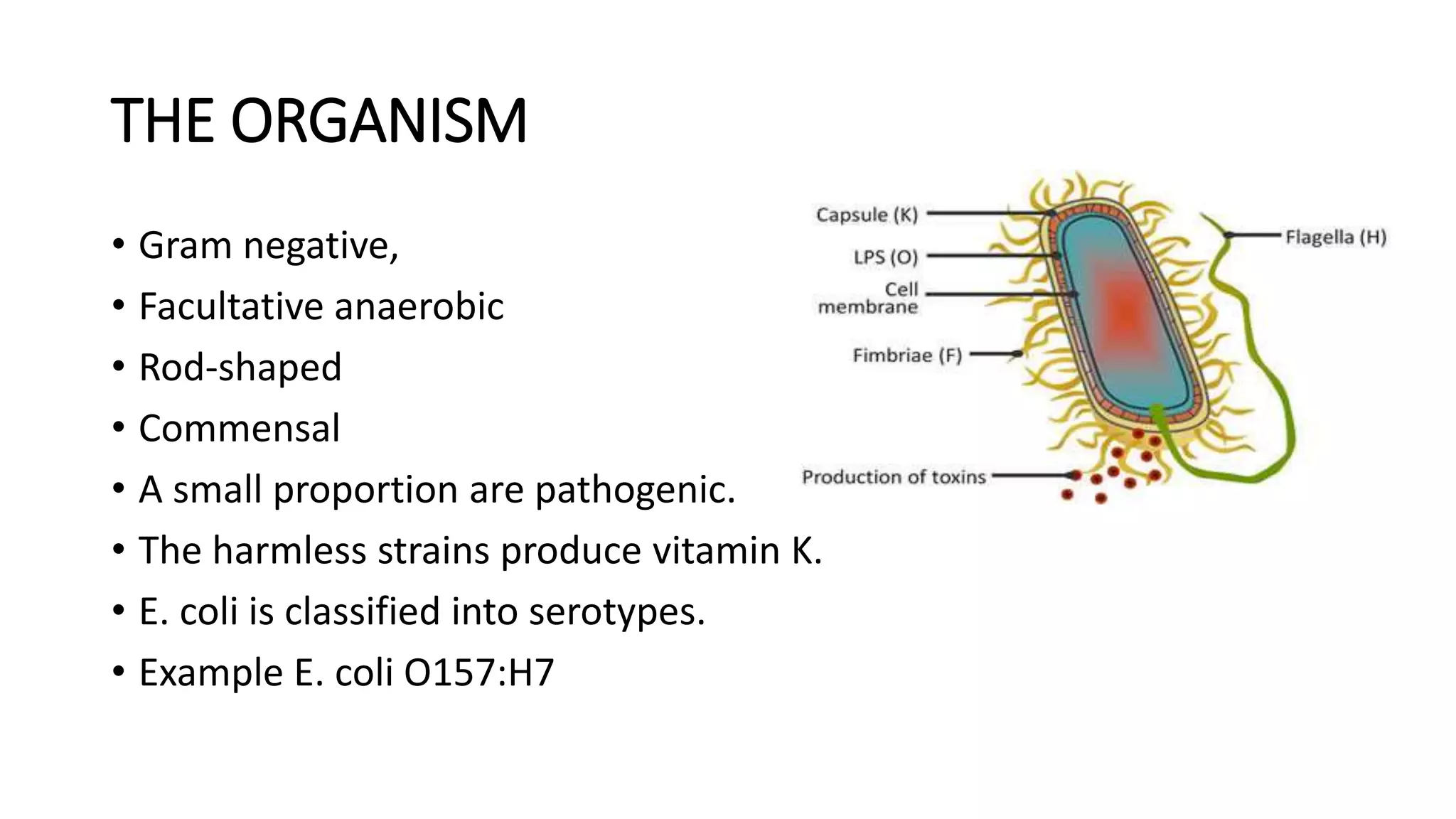 Enterohemorrhagic escherichia coli infections | PPTX