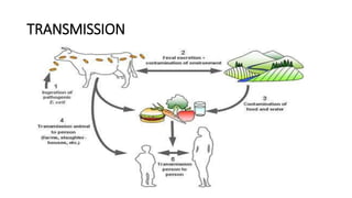 Enterohemorrhagic escherichia coli infections | PPTX