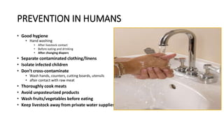 Enterohemorrhagic escherichia coli infections | PPTX