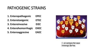 Enterohemorrhagic escherichia coli infections | PPTX