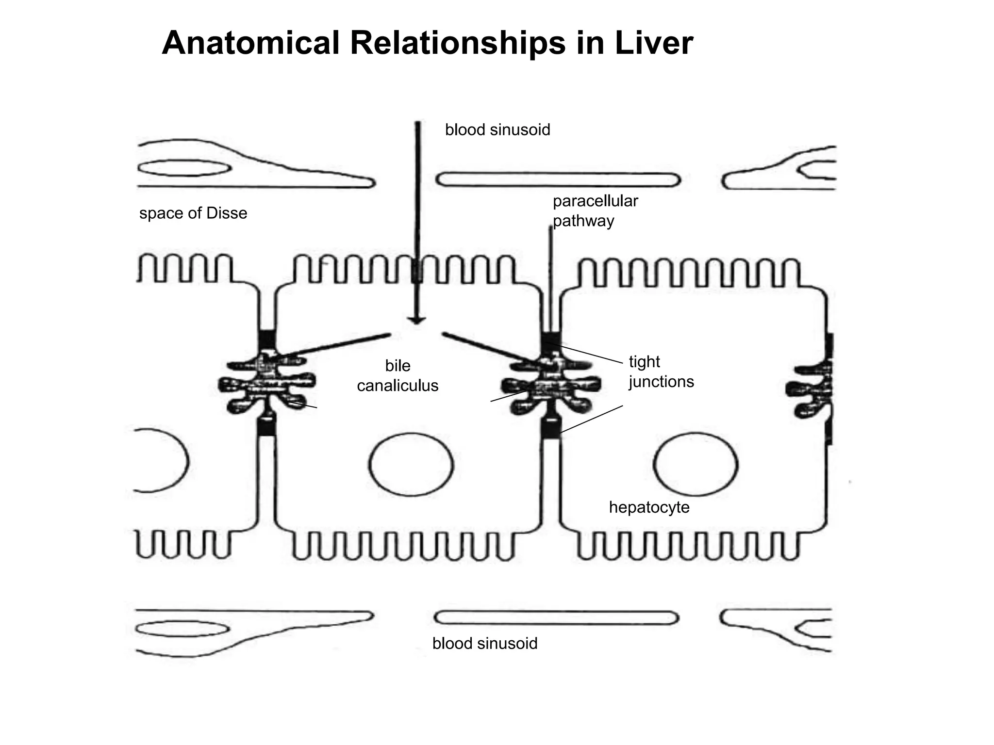 Enterohepatic circulation.ppt