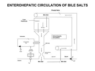 Enterohepatic circulation.ppt
