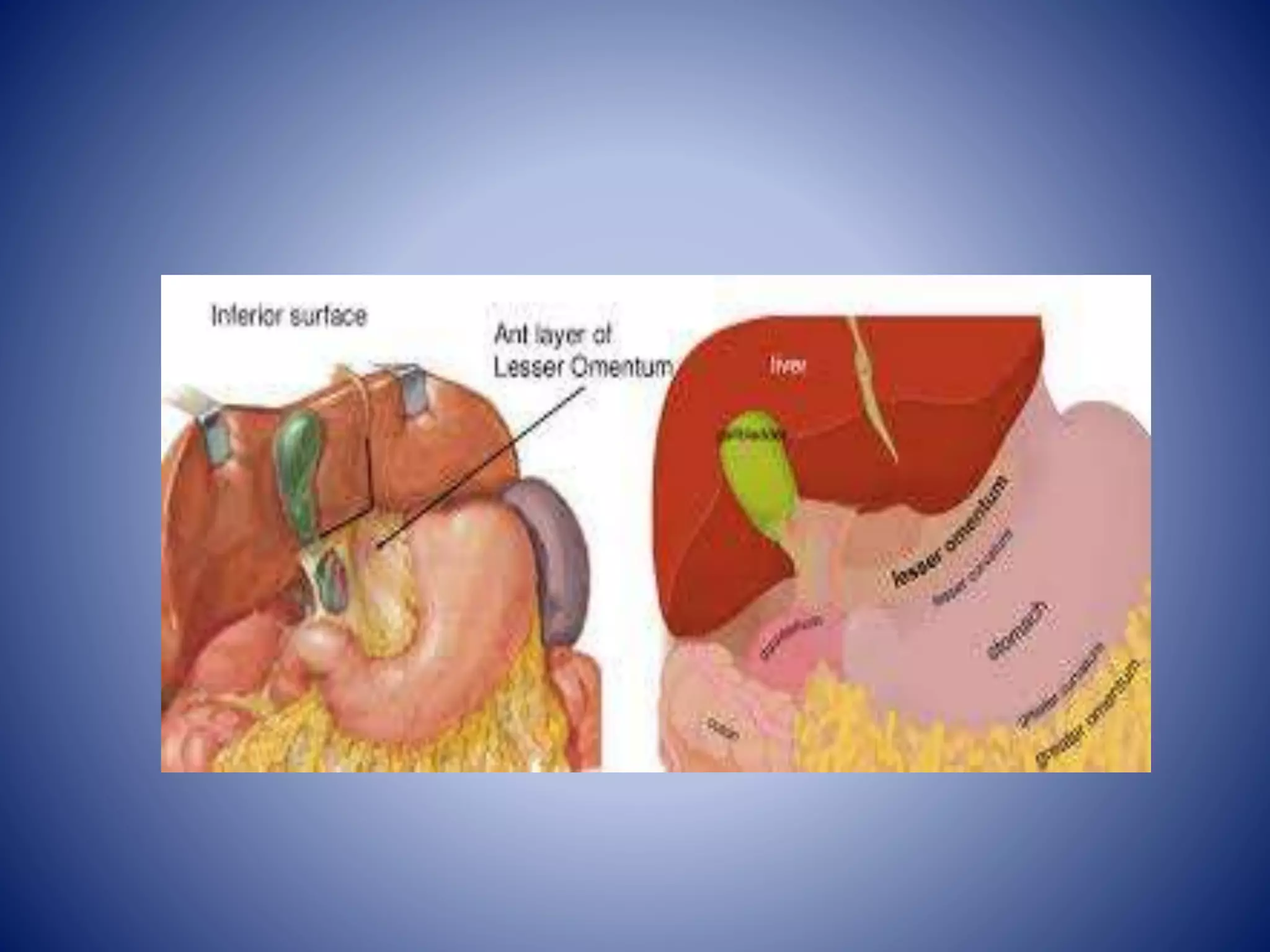 Enterohepatic circulation and Hepatic Portal circulation | PPTX